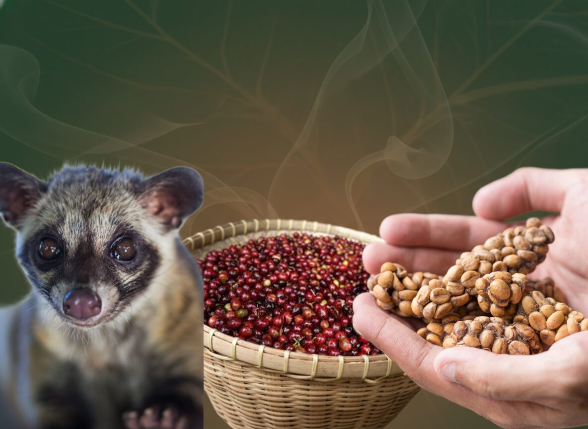 Café Civeta: O luxo exótico por trás do café mais raro do mundo